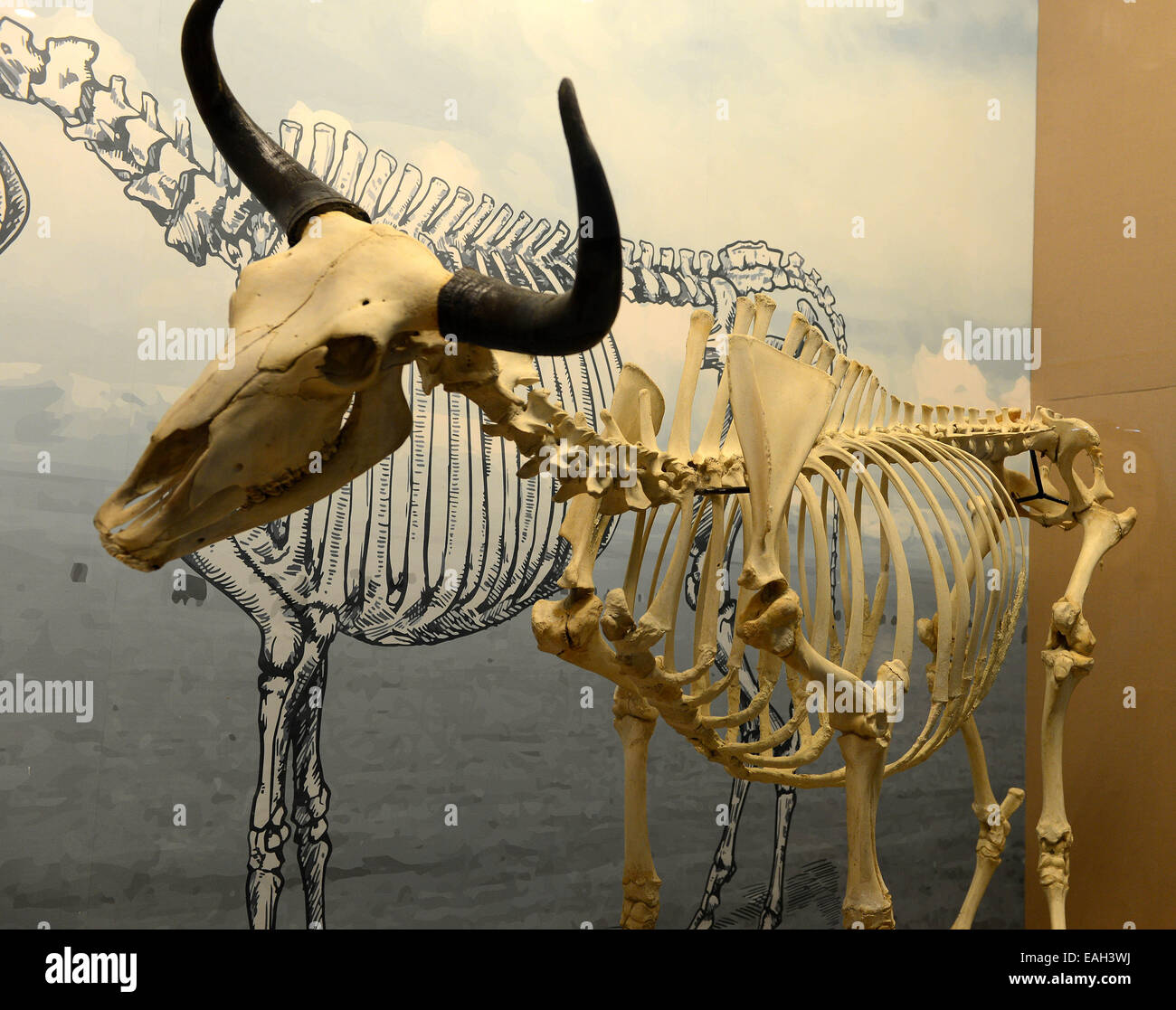 Yak skeleton hi-res stock photography and images - Alamy