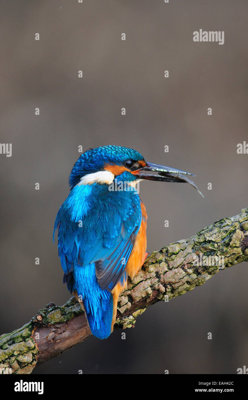 Kingfisher up close hi-res stock photography and images - Alamy