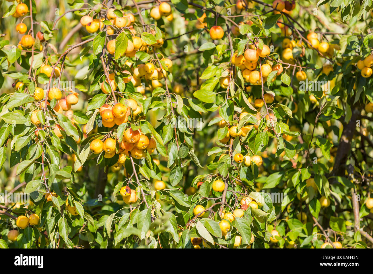 Apples branch hi-res stock photography and images - Alamy