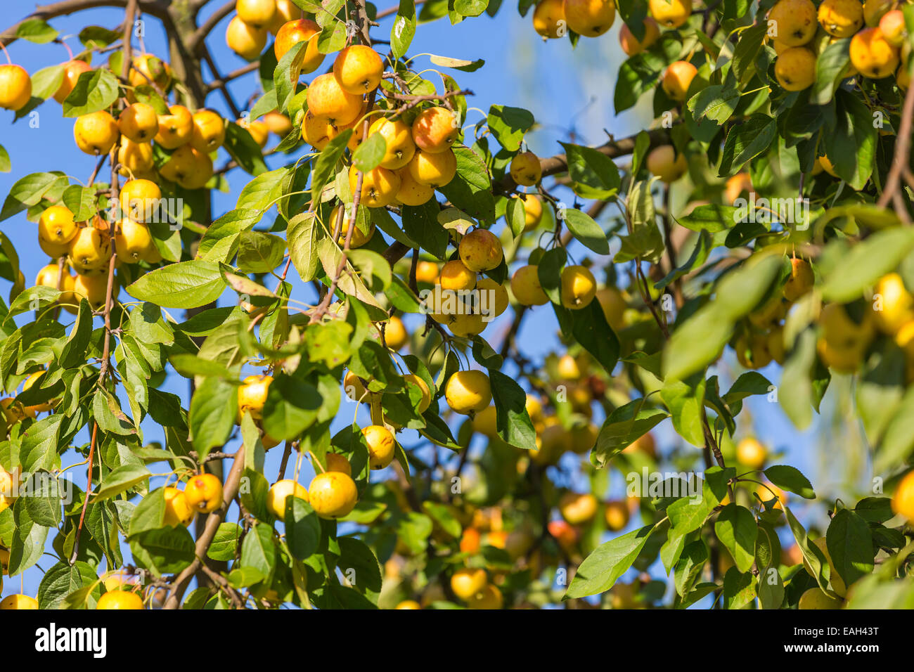 Polish apples hi-res stock photography and images - Alamy