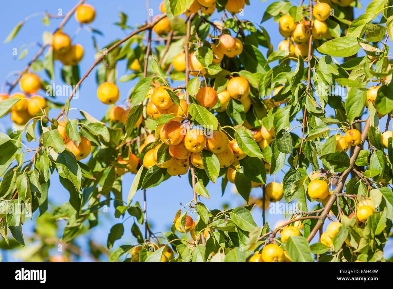 Branch with small yellow apples Stock Photo - Alamy