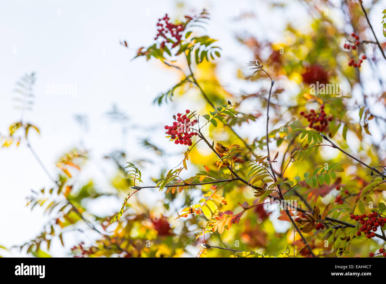 Autumn tree branch Stock Photo - Alamy