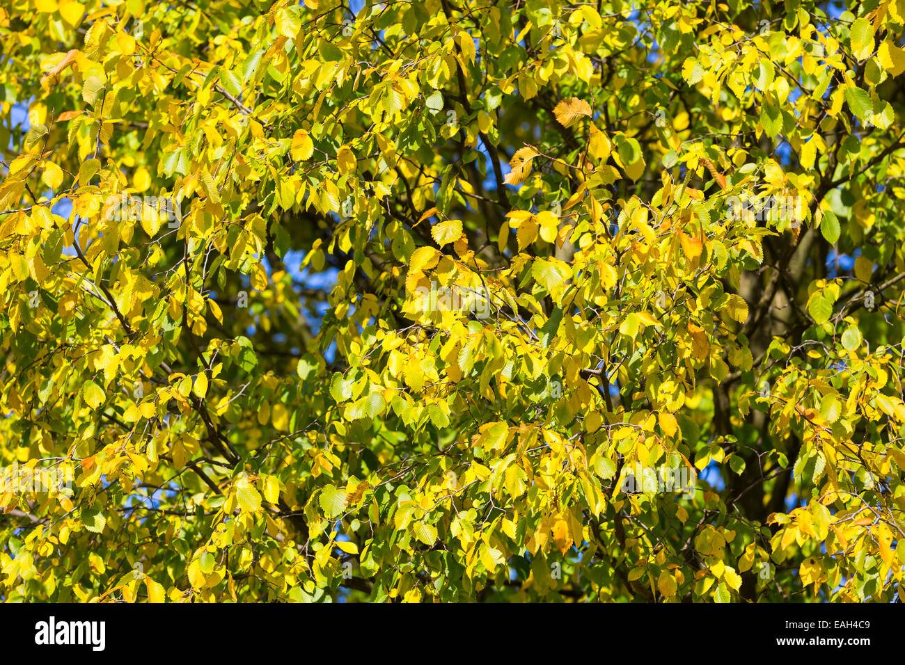 Autumn tree branch Stock Photo - Alamy