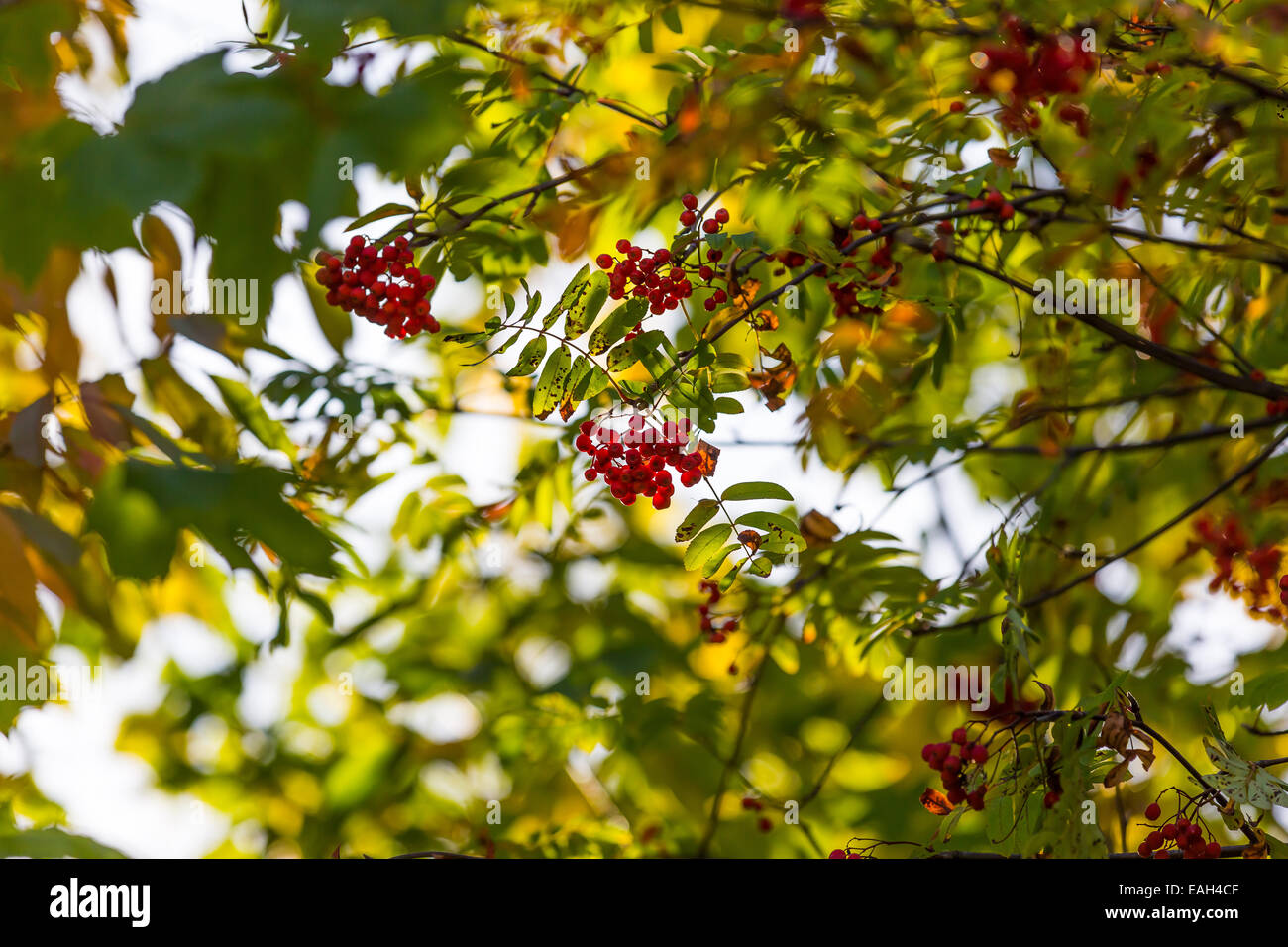 Autumn tree branch Stock Photo - Alamy