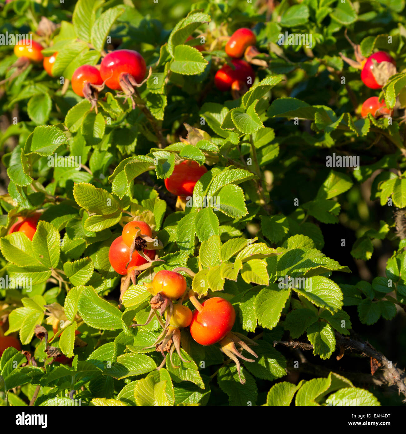 Rose hip bush hi-res stock photography and images - Alamy