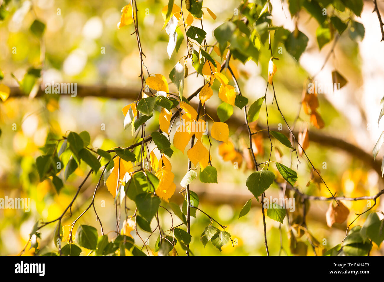 Autumn tree branch Stock Photo - Alamy