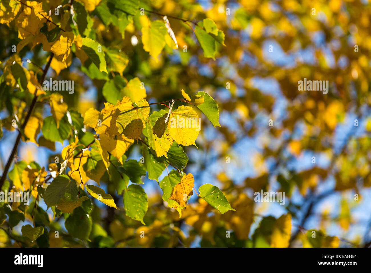 Autumn tree branch Stock Photo - Alamy