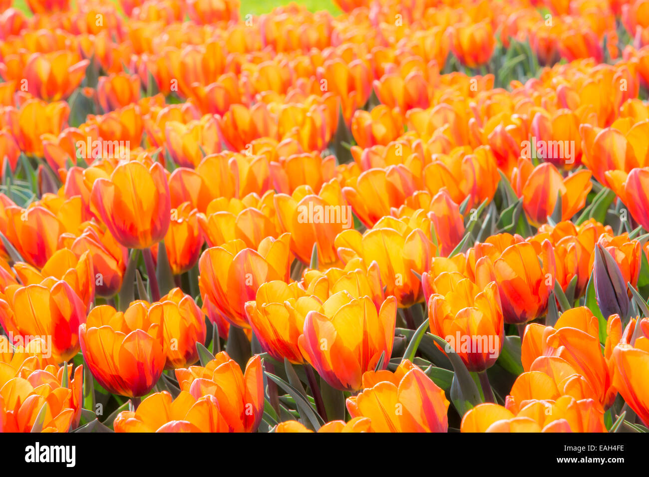 Garden full of orange blooming tulip flowers Stock Photo - Alamy