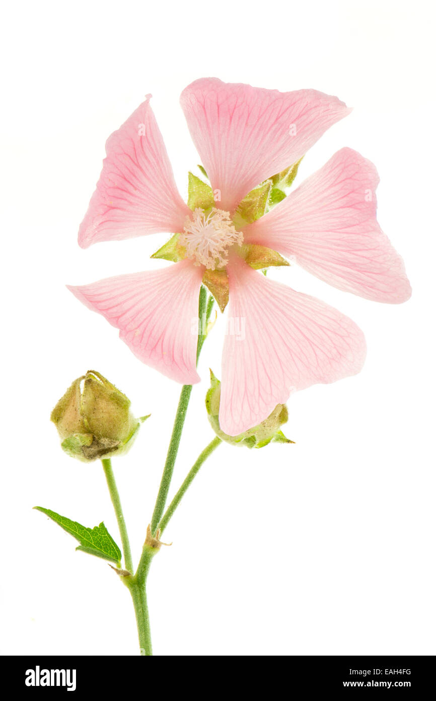 Pink mallow flower and buds hi-res stock photography and images - Alamy