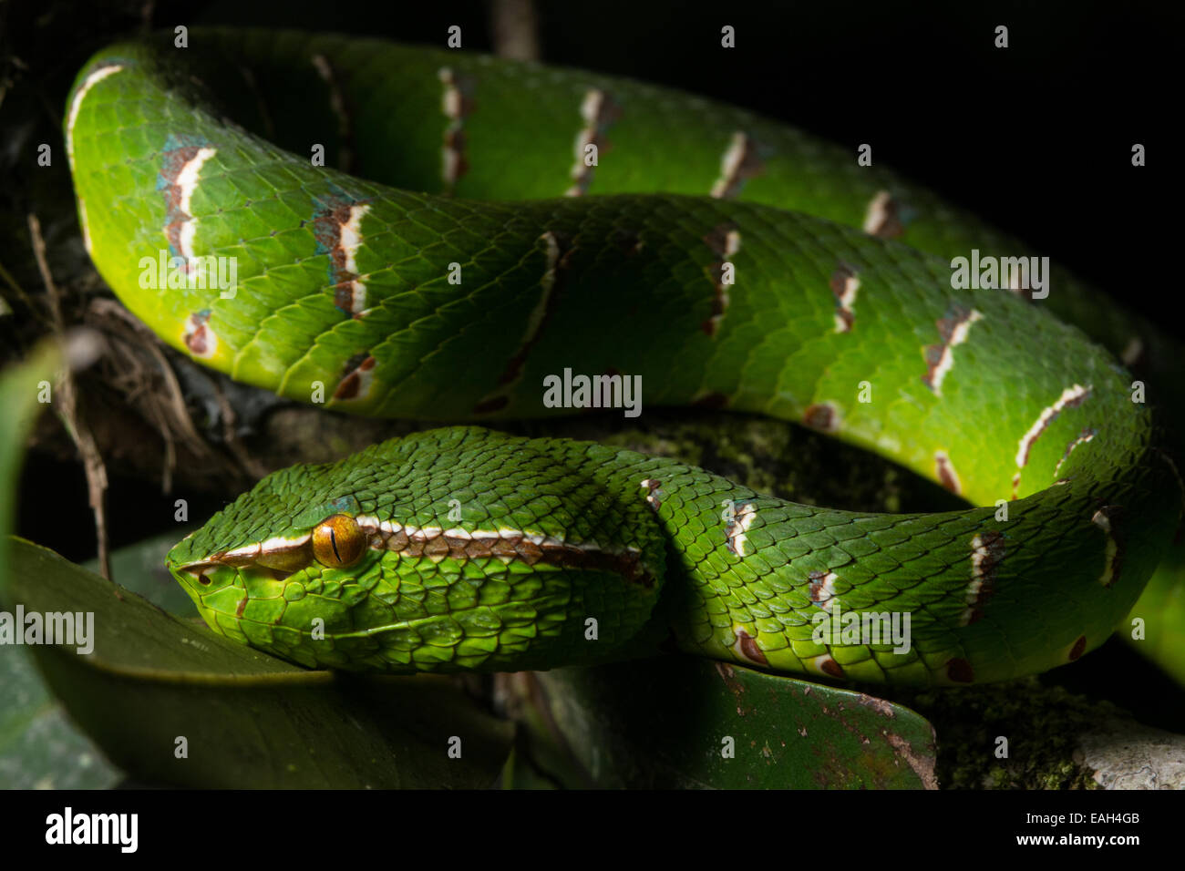 A Bornean Keeled Green Pit Viper (Tropidolaemus subannulatus) waits in ...