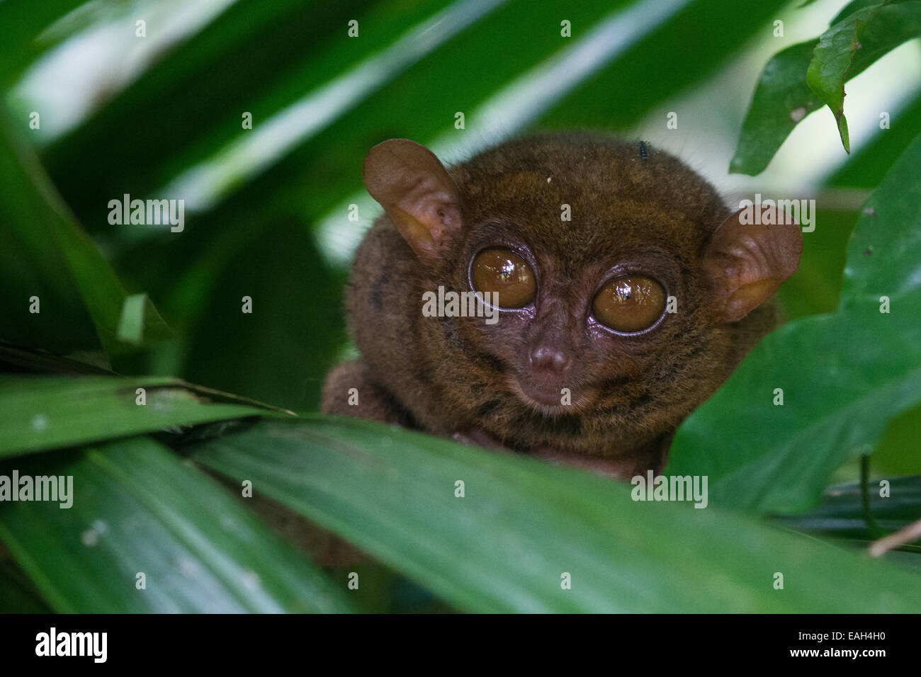 A Philippine tarsier (Carlito syrichta) cautiously peeks from his ...