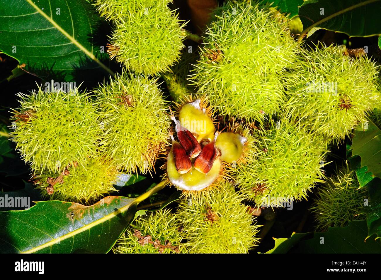 Edible fruit pods hi-res stock photography and images - Alamy