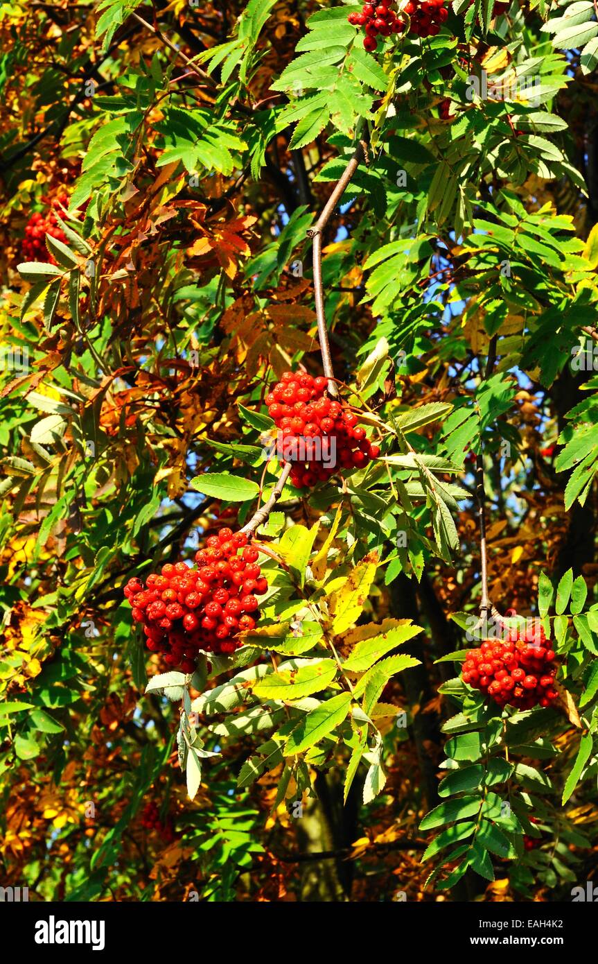 Rowan tree uk hi-res stock photography and images - Alamy