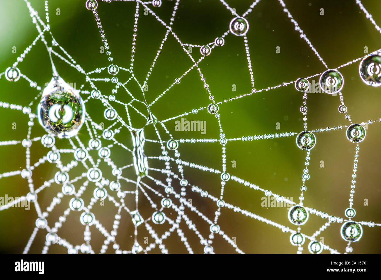 Cob web with early morning dew Stock Photo - Alamy