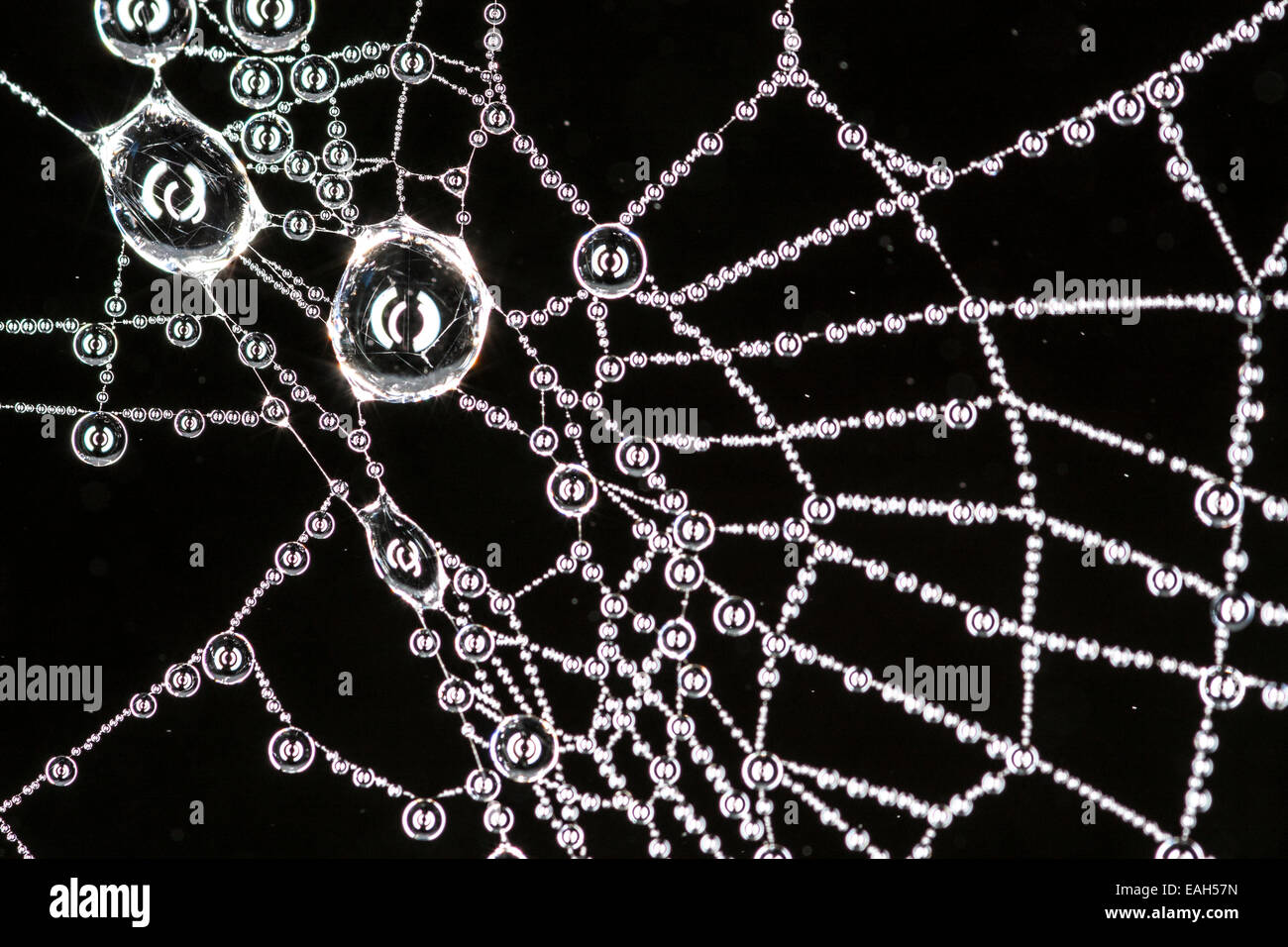 Cob web black and white hi-res stock photography and images - Alamy