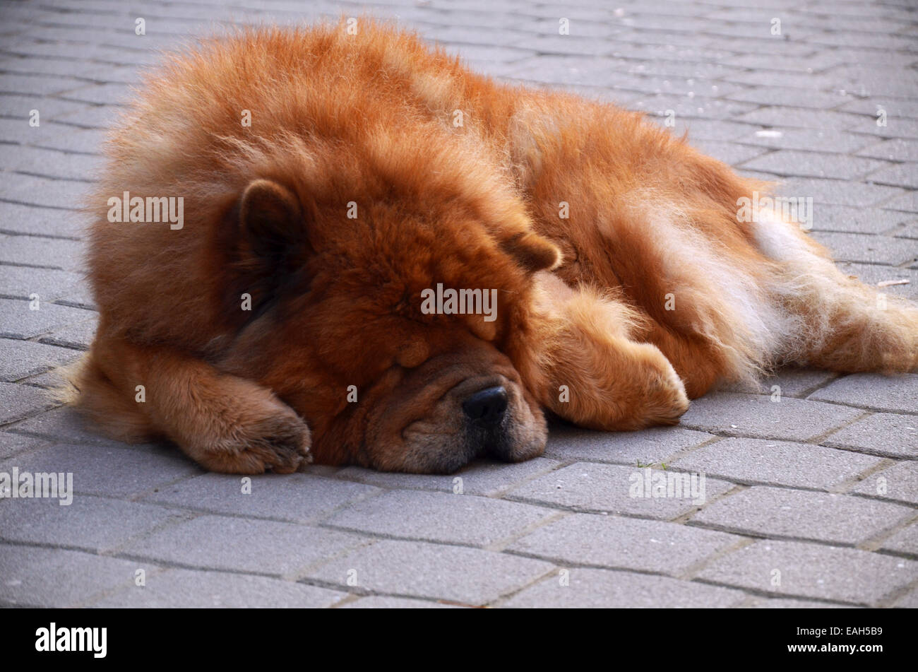 Grumpy Dog High Resolution Stock Photography and Images - Alamy