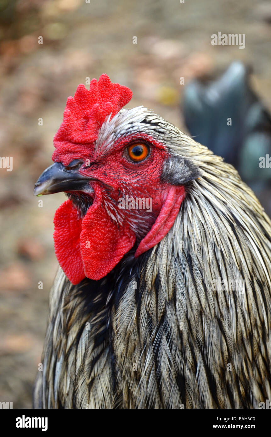 Portrait of a rooster Stock Photo - Alamy