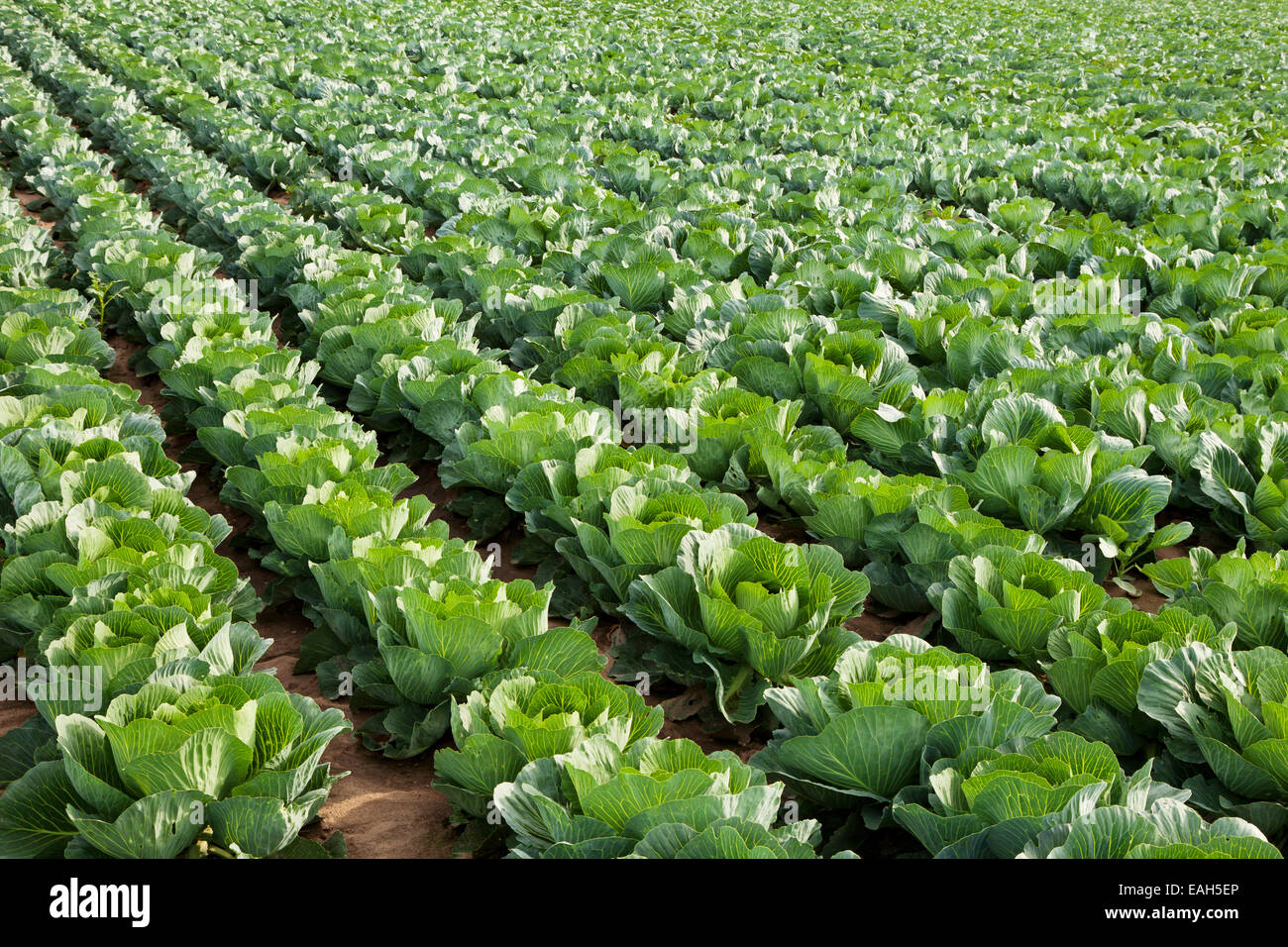 Cabbage field, agricultural background Stock Photo - Alamy