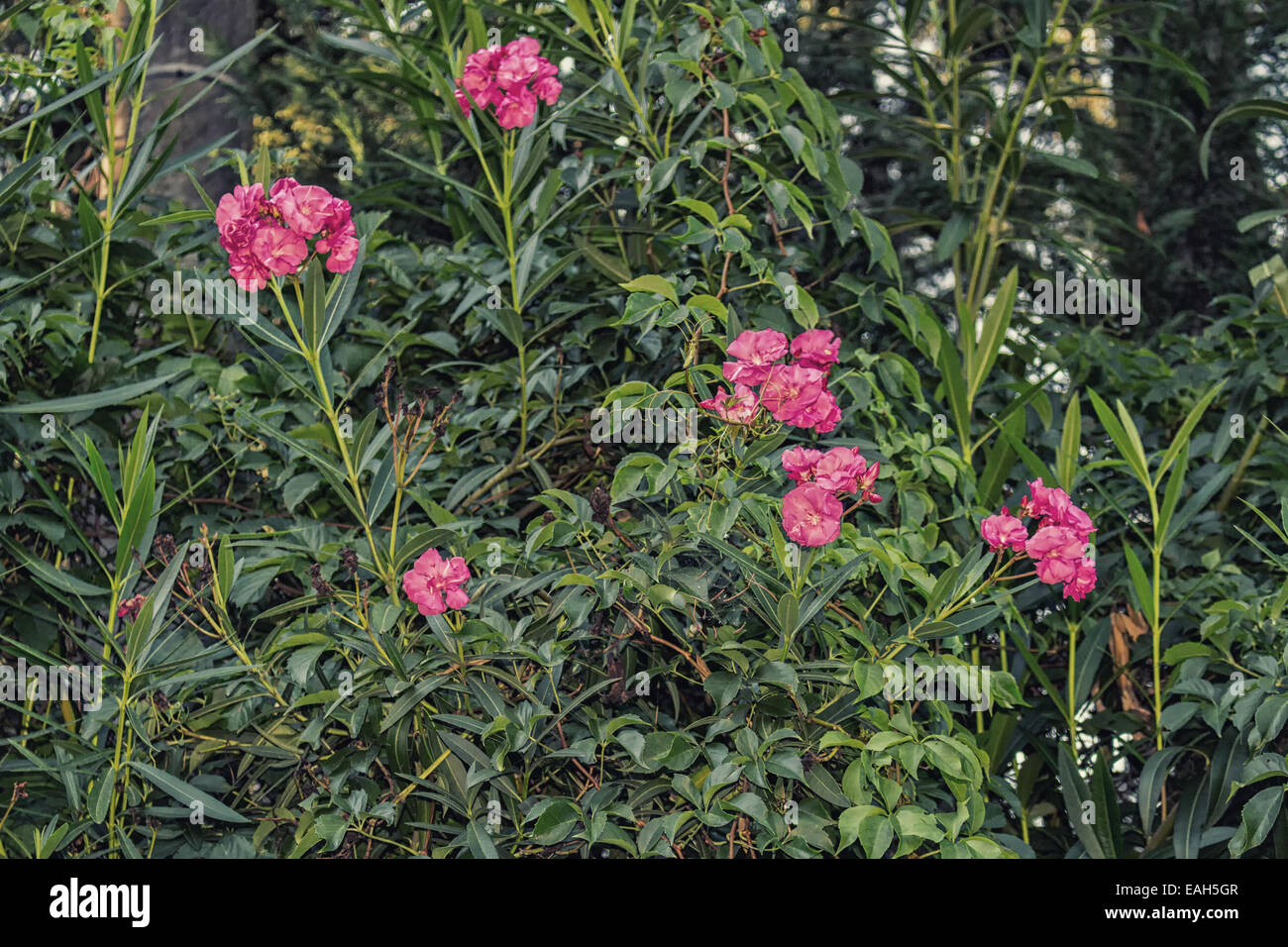 Sunset Nerium Oleander in garden in cultivated fields in Italian ...