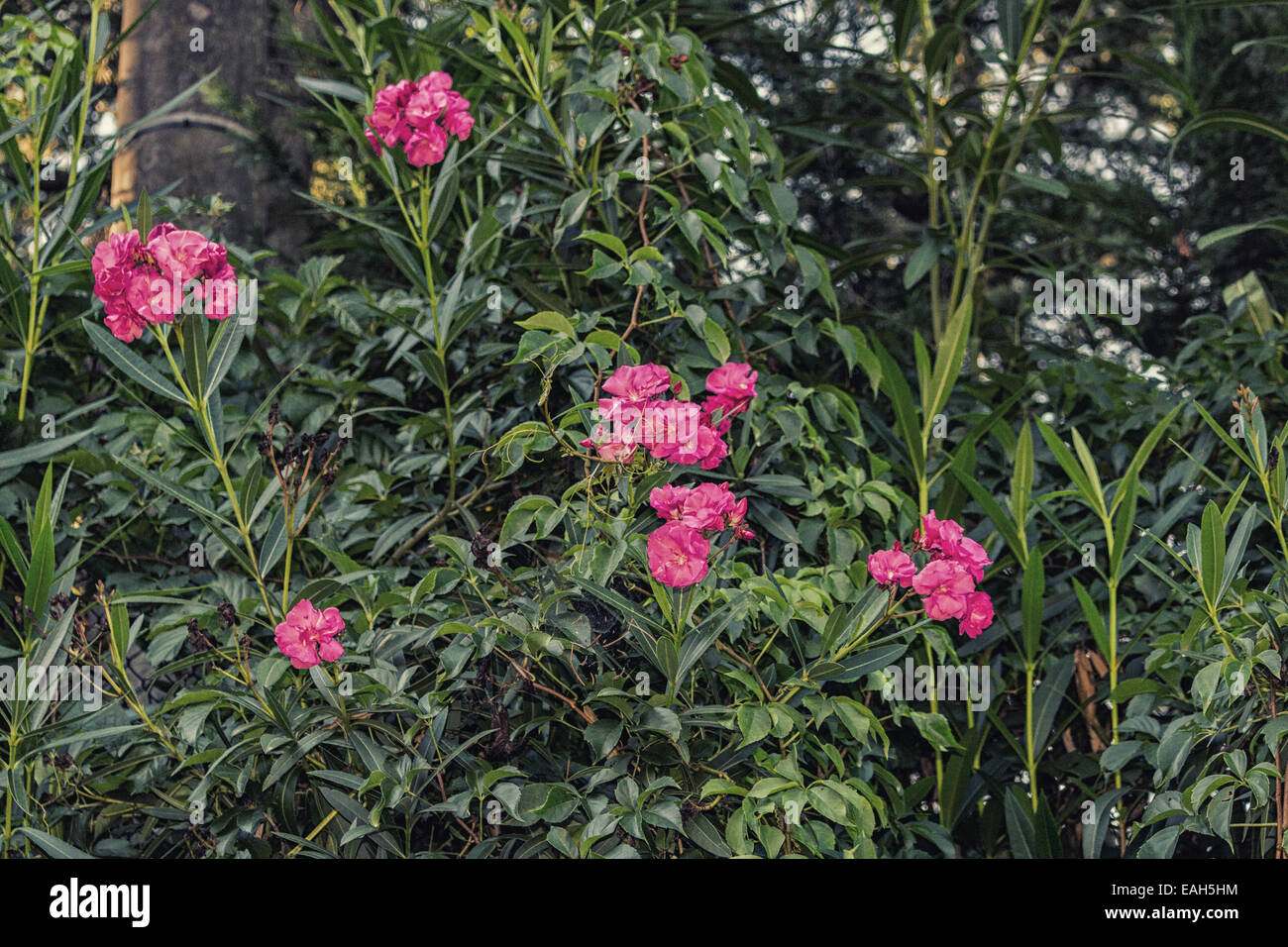 Sunset Nerium Oleander in garden in cultivated fields in Italian ...