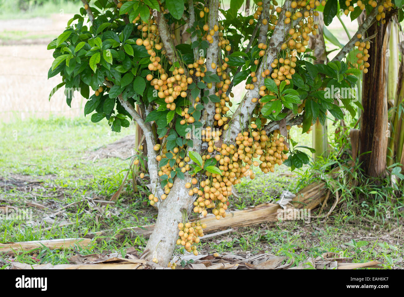 yellow burmese grape fruit on tree Thailand Stock Photo Alamy