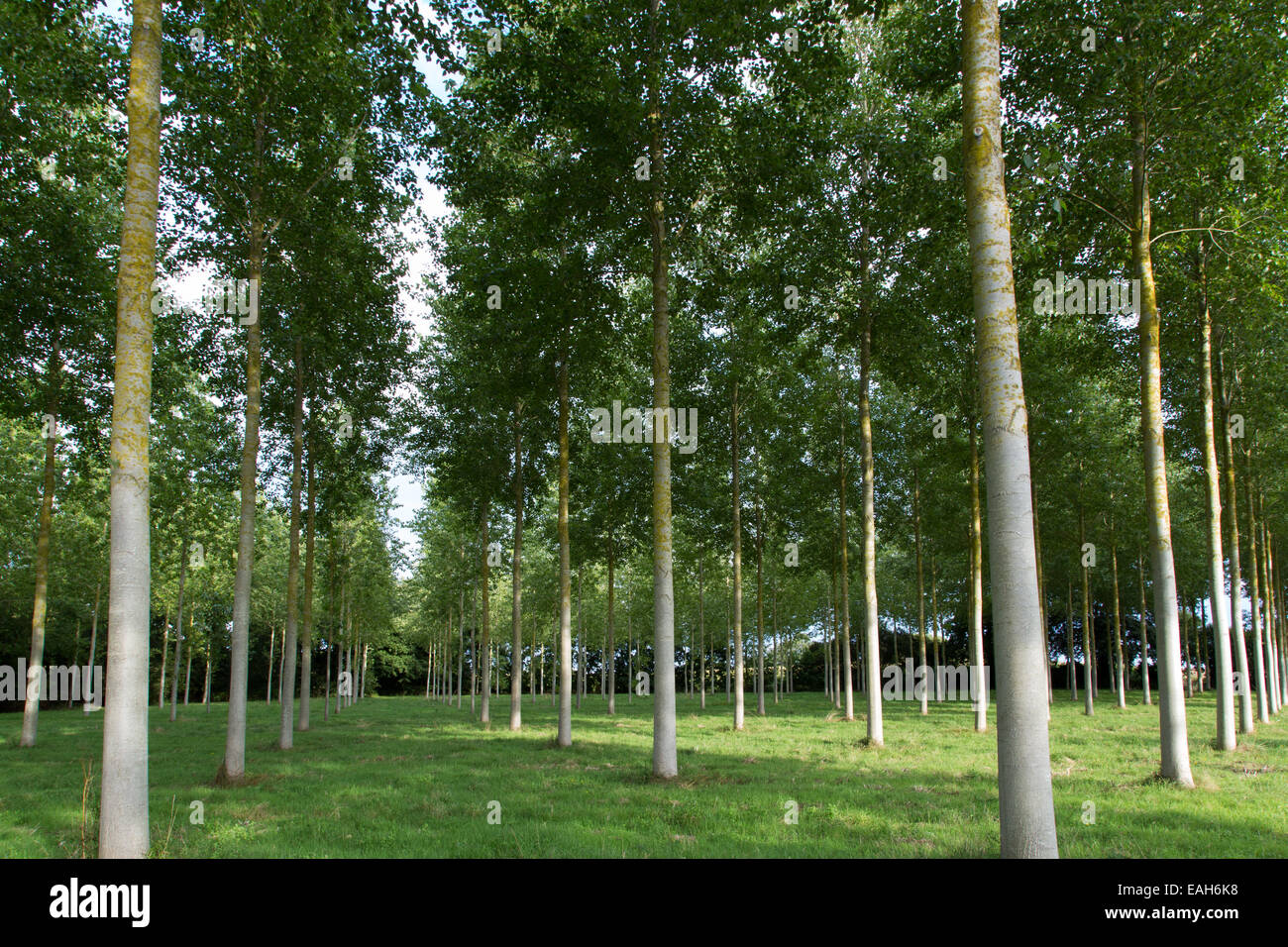 Poplar plantation hi-res stock photography and images - Alamy
