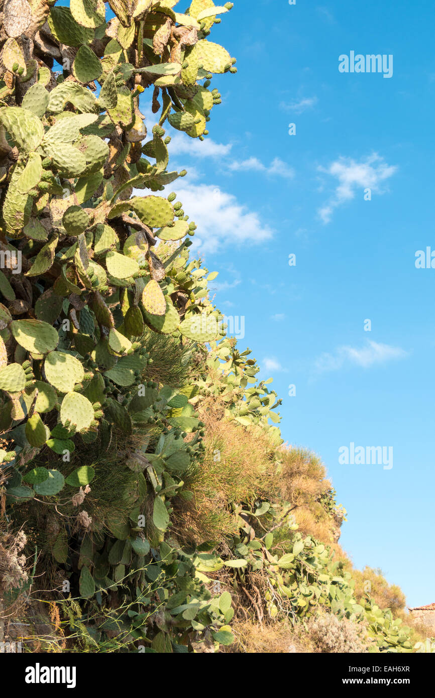 Plants with thorns hi-res stock photography and images - Alamy