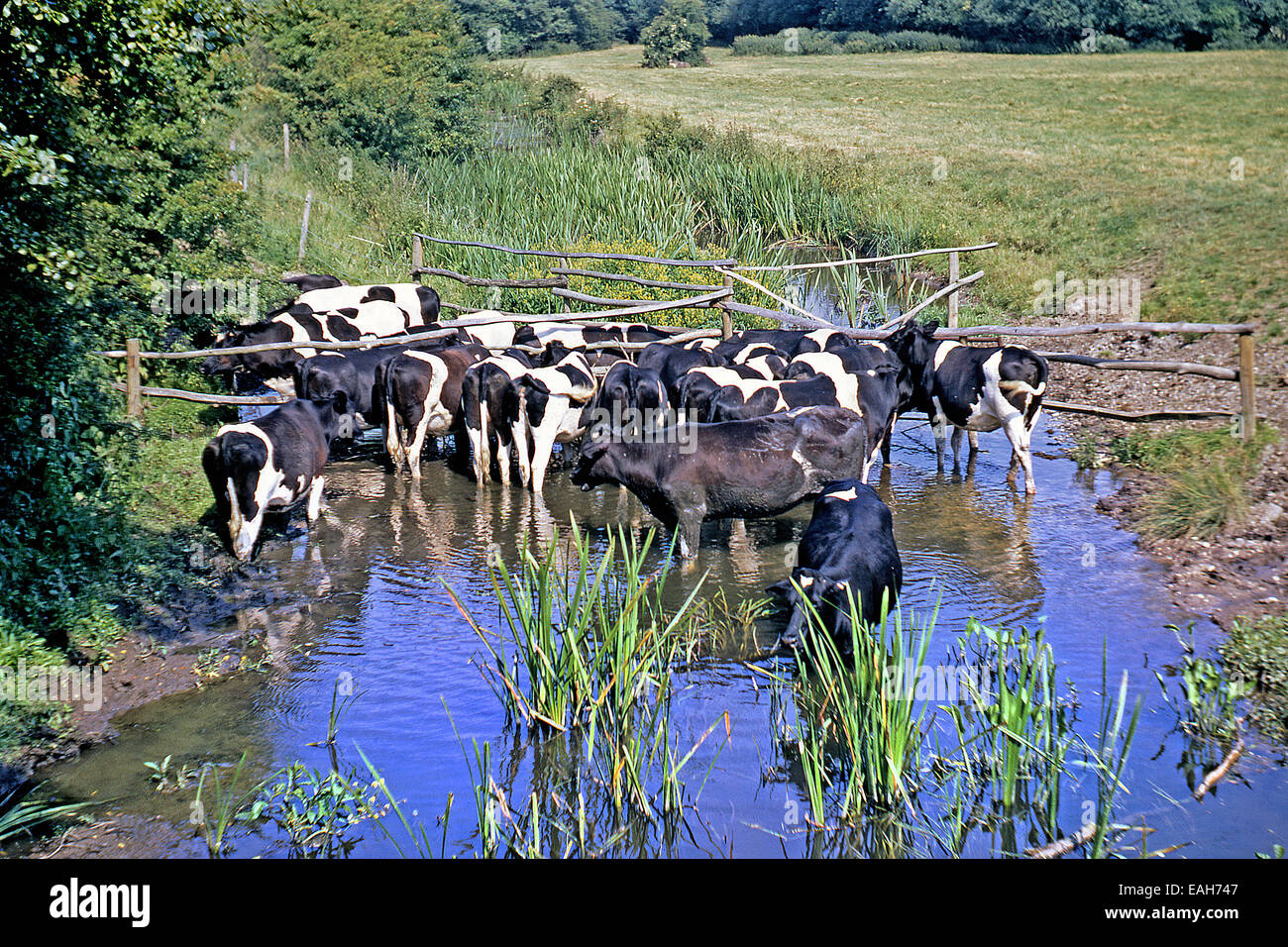 Friesian cattle in stream,1970's Stock Photo - Alamy