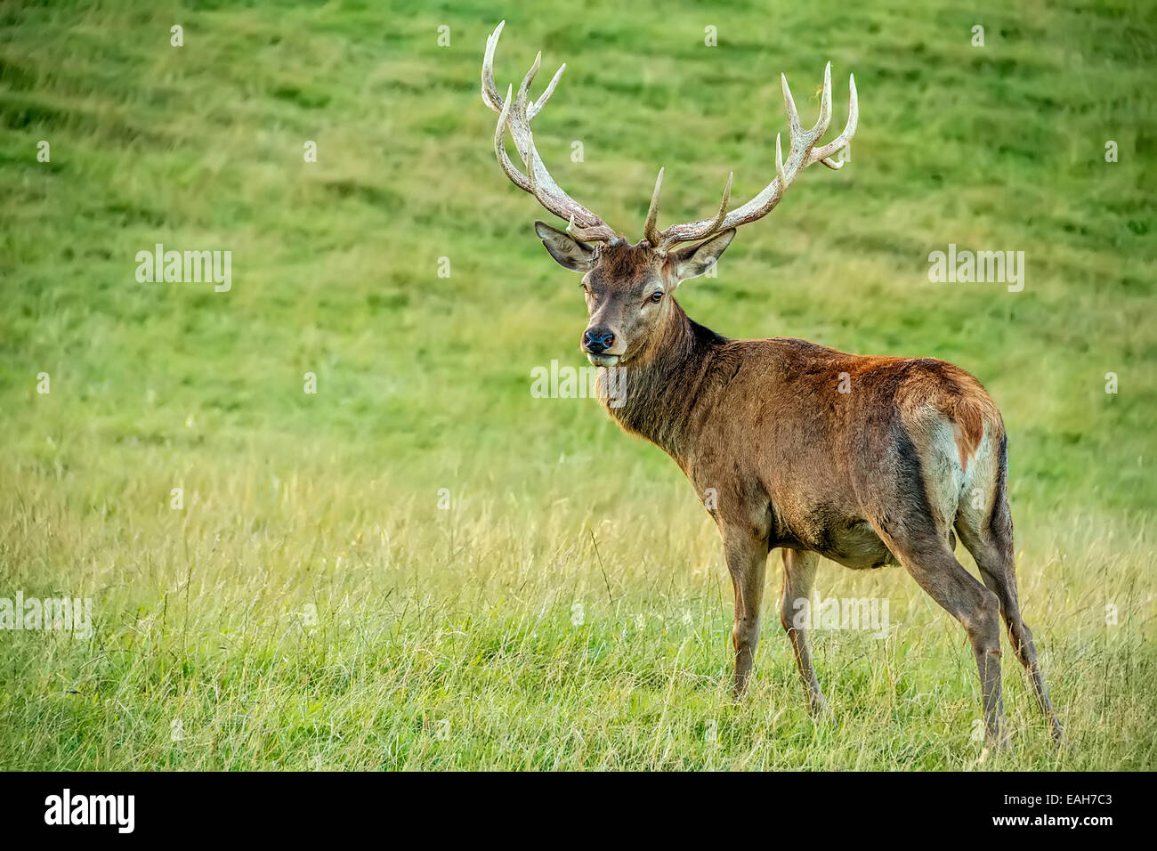 Red Deer Stag (Cervus elephus) UK Stock Photo - Alamy