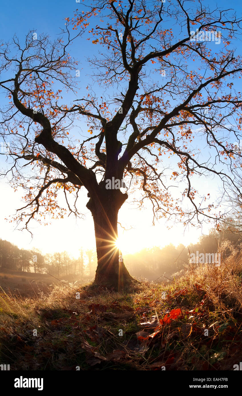 sunrise sun behind oak tree in autumn season Stock Photo - Alamy