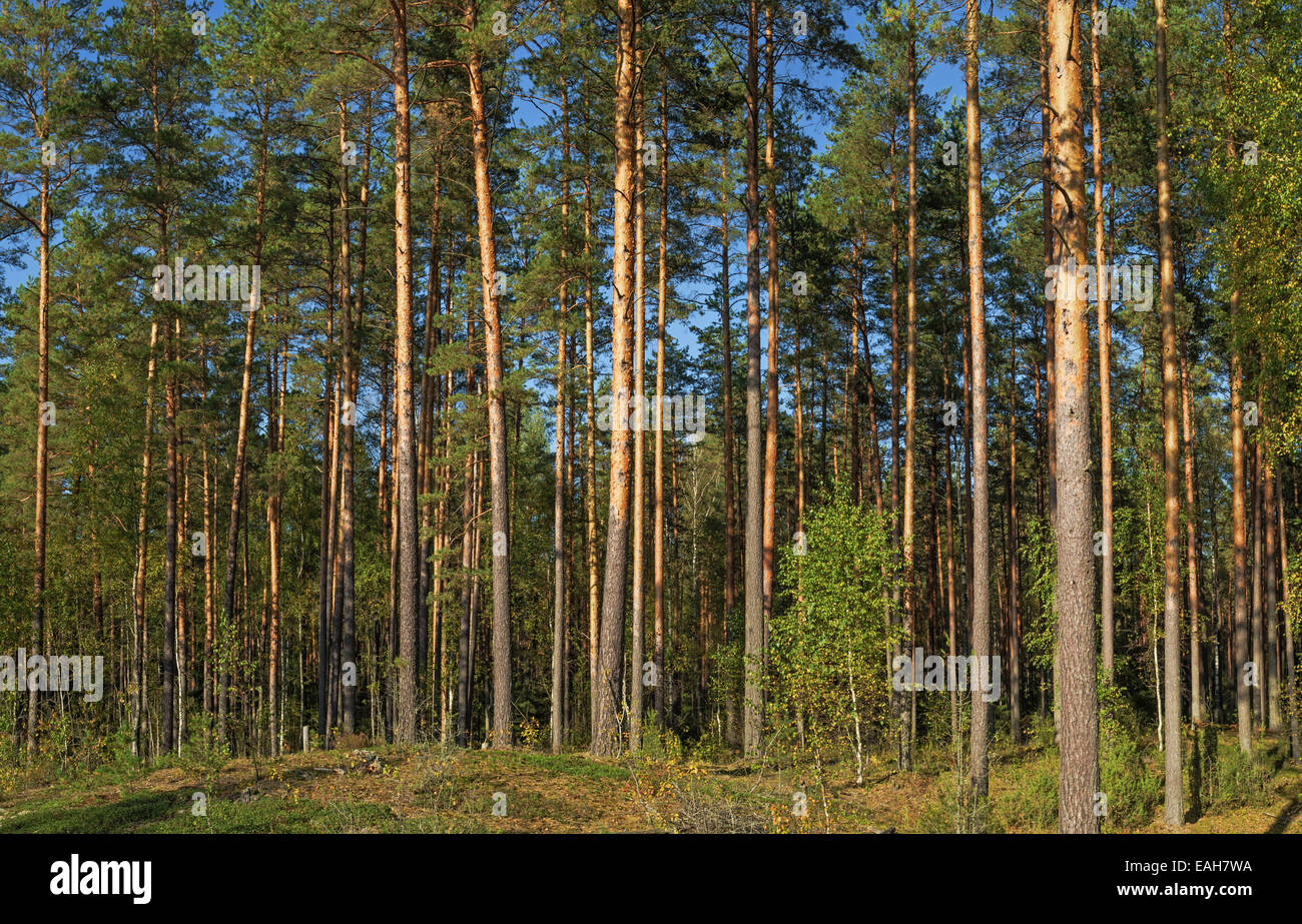 Pine forest landscape.Panorama Stock Photo - Alamy
