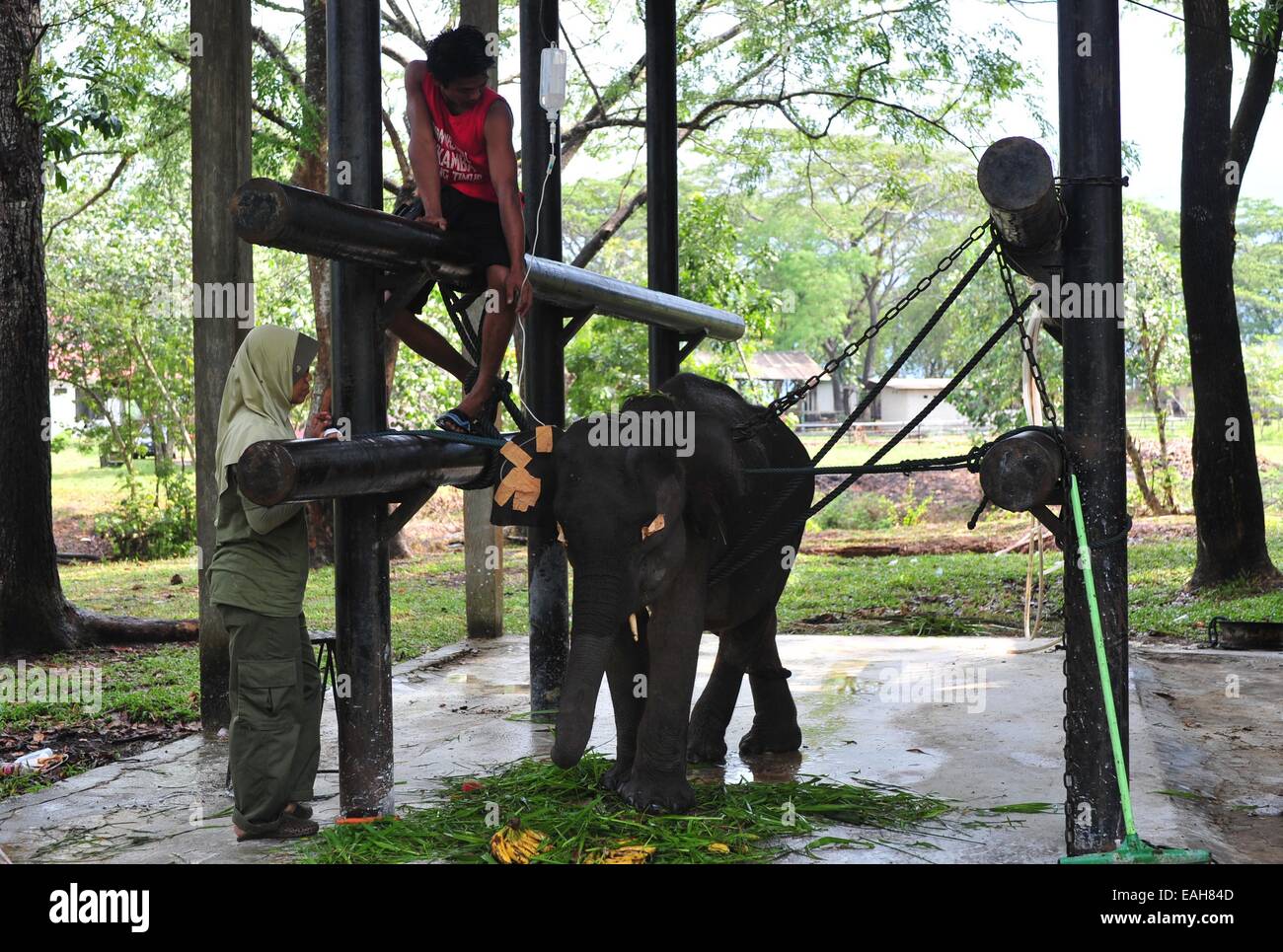 Sick elephant hi-res stock photography and images - Alamy