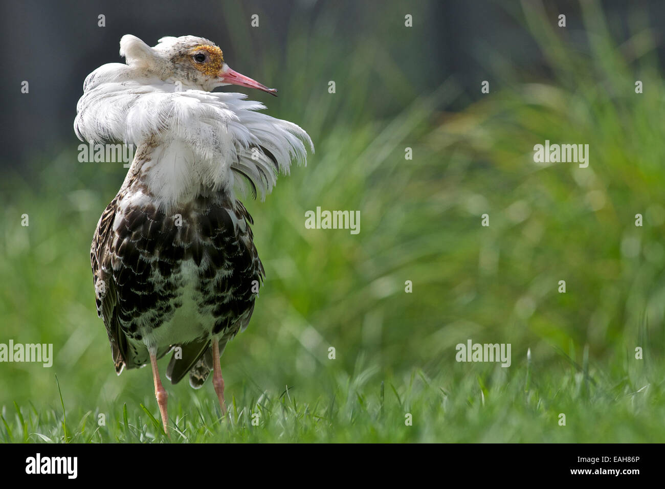 Ruff hi-res stock photography and images - Alamy
