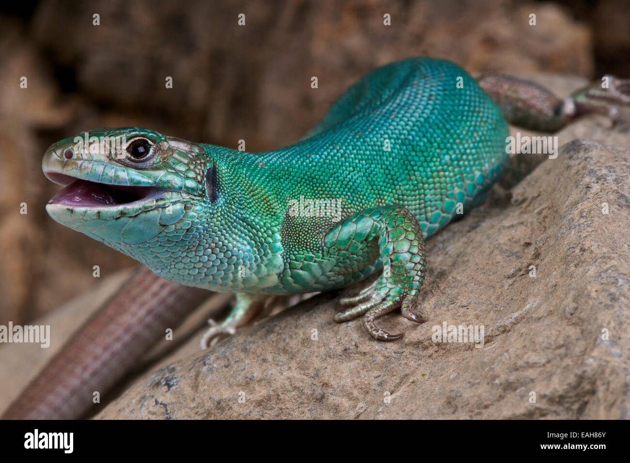 Green And Blue Lizards