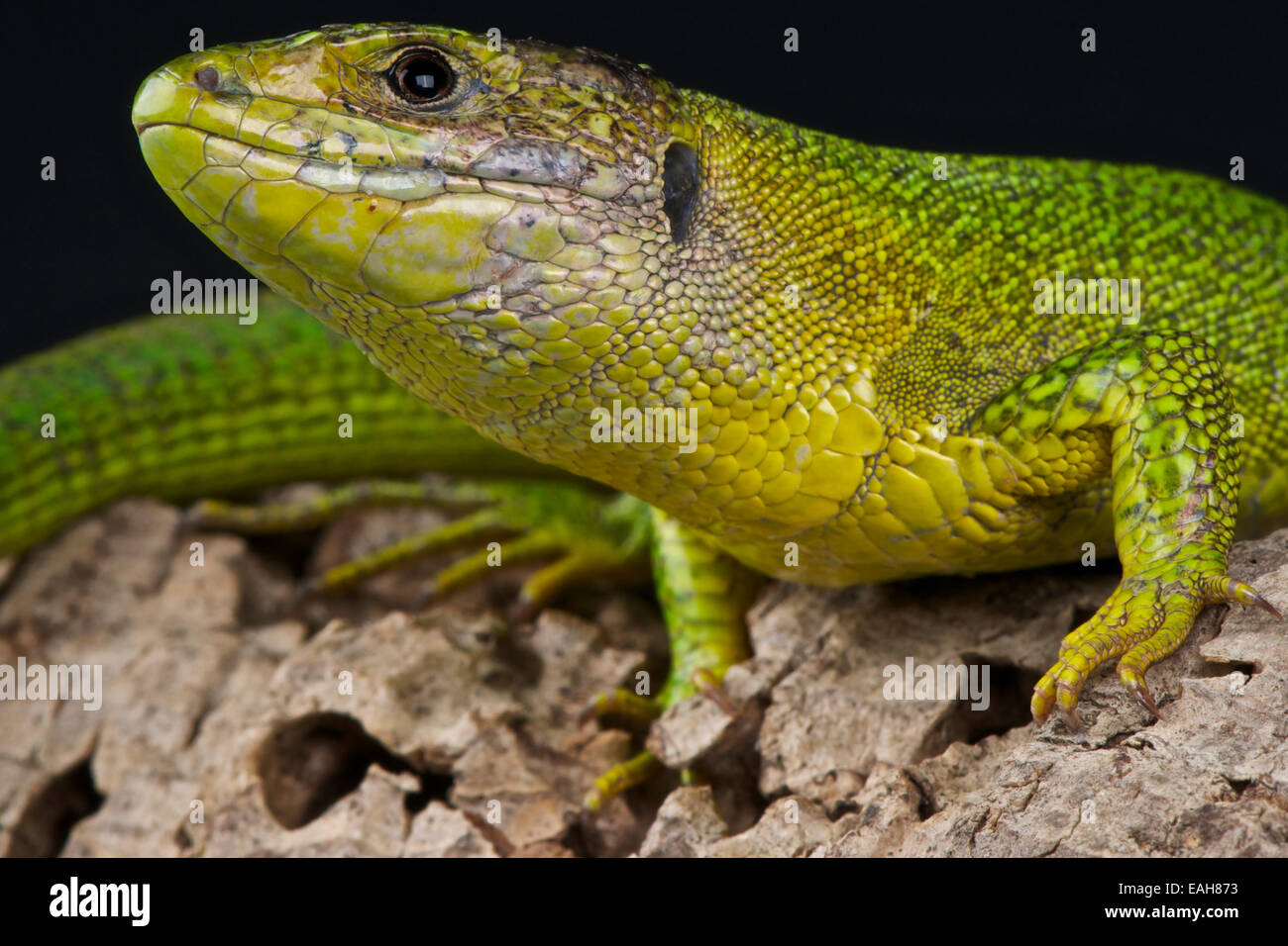 Lizards of greece hi-res stock photography and images - Alamy