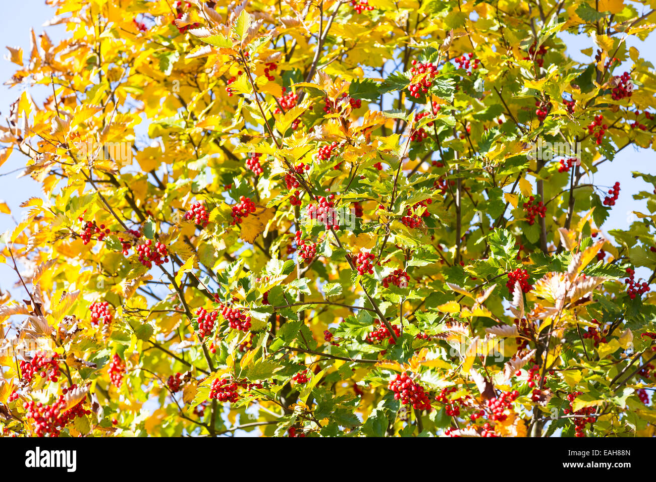 Autumn tree branch Stock Photo - Alamy