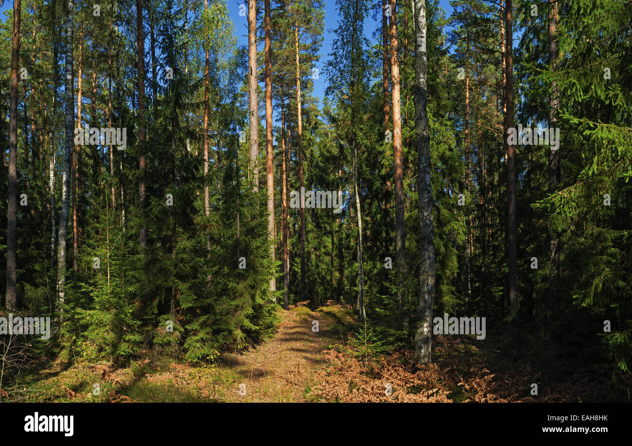Mushrooms under pine tree hi-res stock photography and images - Alamy