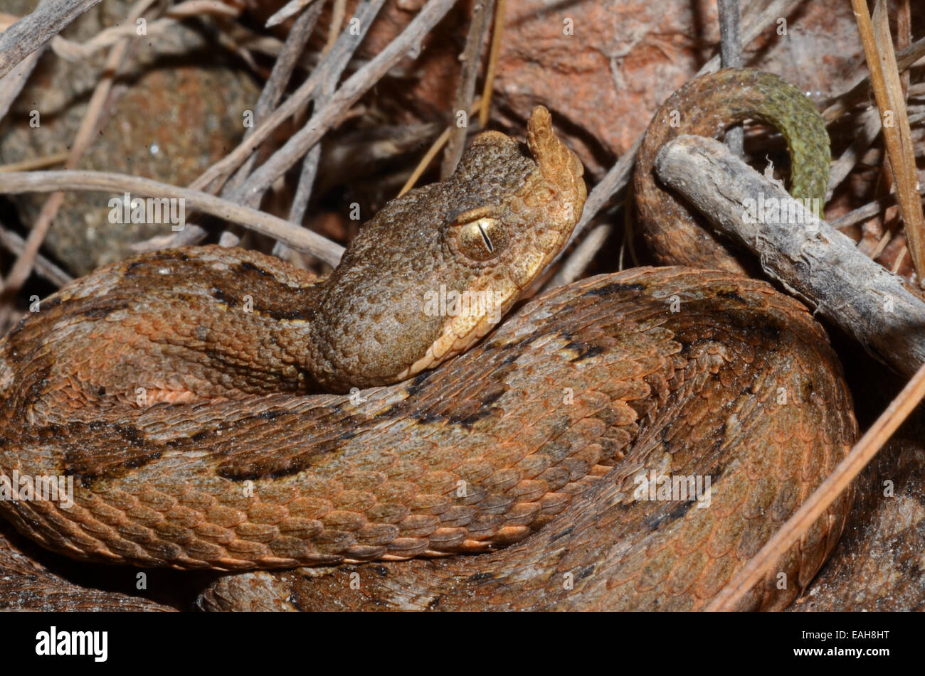 Horned viper snake hi-res stock photography and images - Alamy