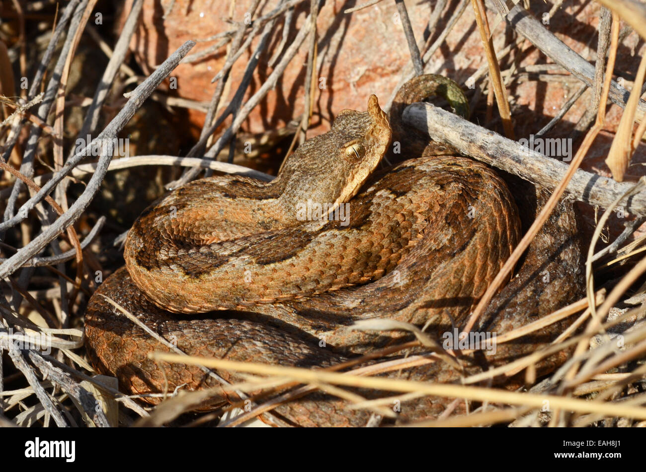 Eastern sand viper, Vipera ammodytes meridionalis, near Delphini Beach ...