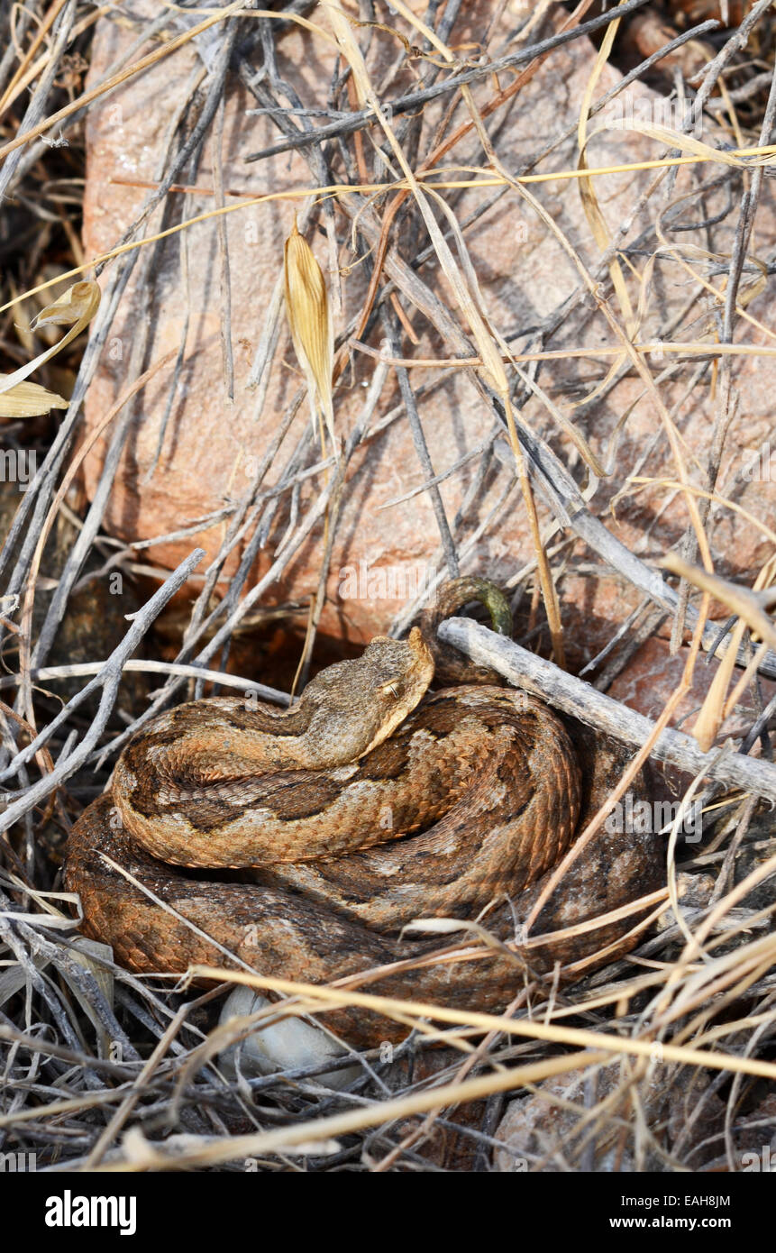 Eastern sand viper, Vipera ammodytes meridionalis, near Delphini Beach ...