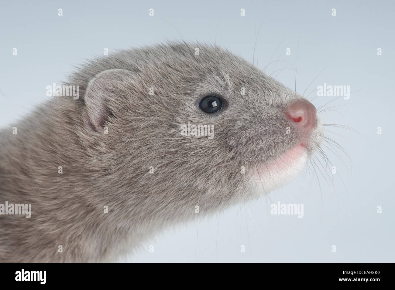 American mink hi-res stock photography and images - Alamy