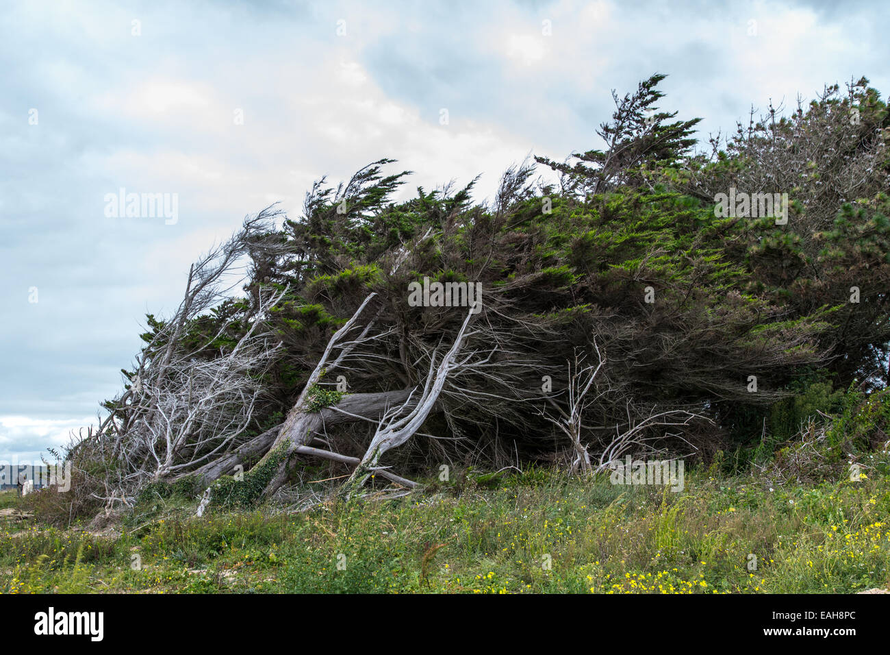 Wind blasted trees Guidel plages Brittany France Stock Photo - Alamy
