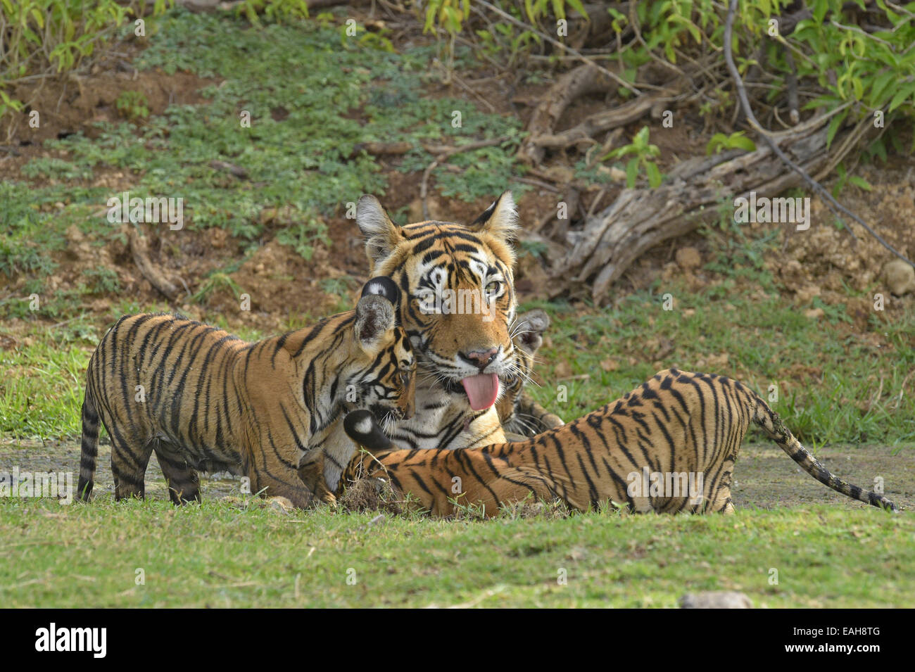 Wild Indian Tiger mother grooming her young cubs in a waterhole in the ...