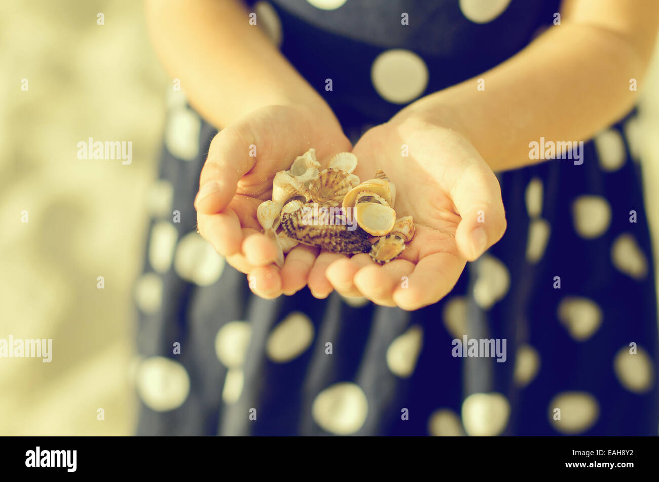Hands holding shells beach hi-res stock photography and images - Alamy