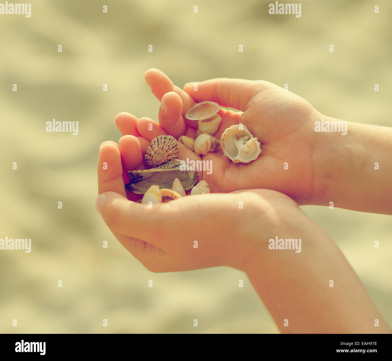 Hands holding shells beach hi-res stock photography and images - Alamy