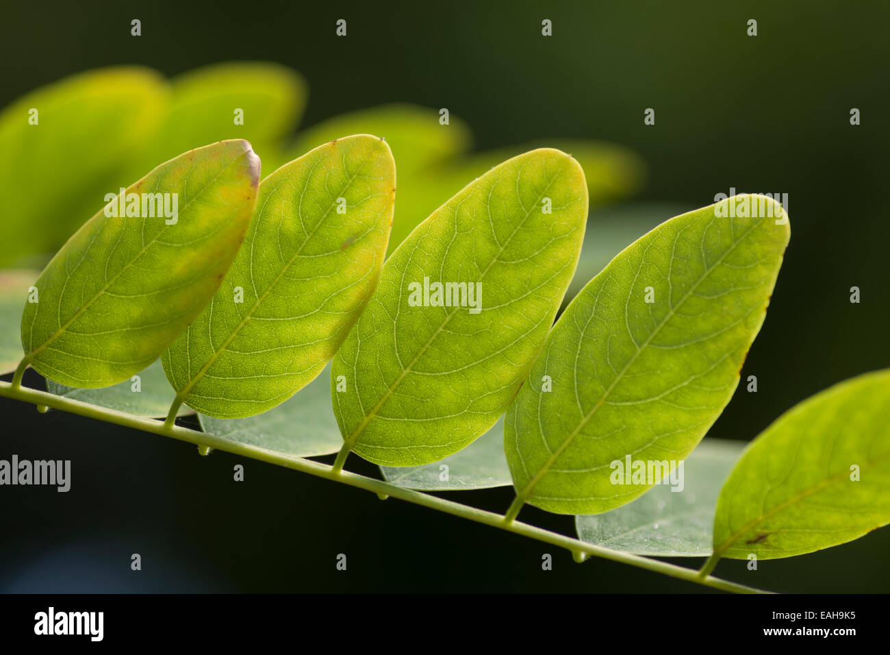 Black locust leaves Stock Photo - Alamy