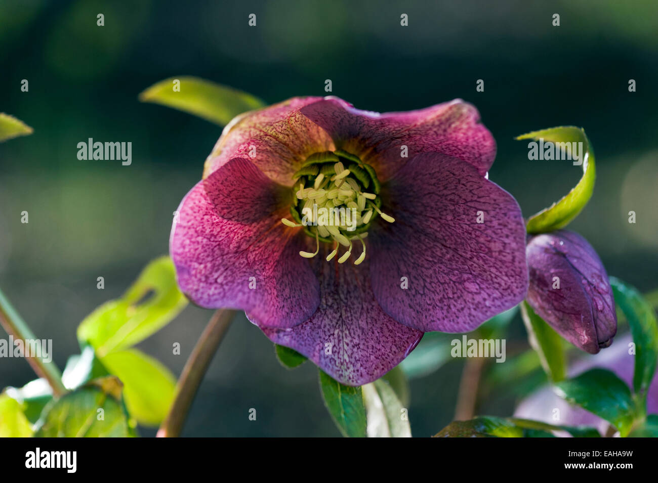 Single bloom of Christmas rose Hellebore Lenten Helleborus Garden ...