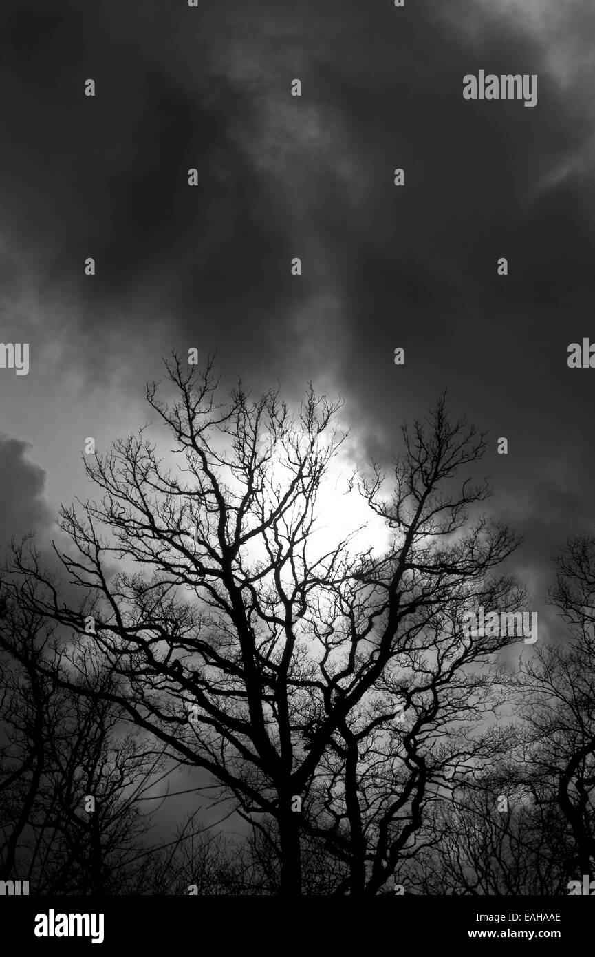Dark storm clouds with trunk and branches of bare winter tree Stock ...