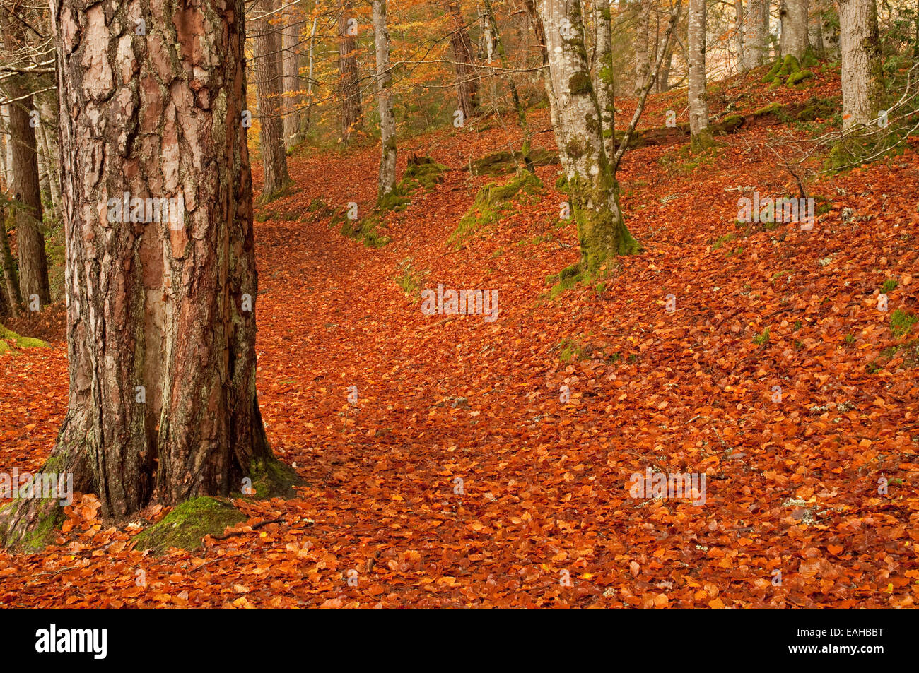 Beech and pine hi-res stock photography and images - Alamy