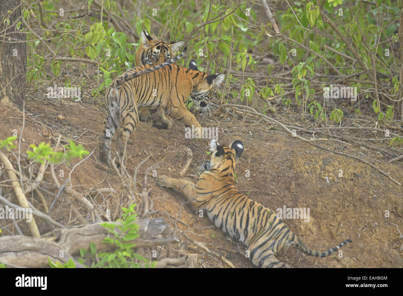 Young Indian Tiger cubs playing in the bushes in Ranthambore Stock ...
